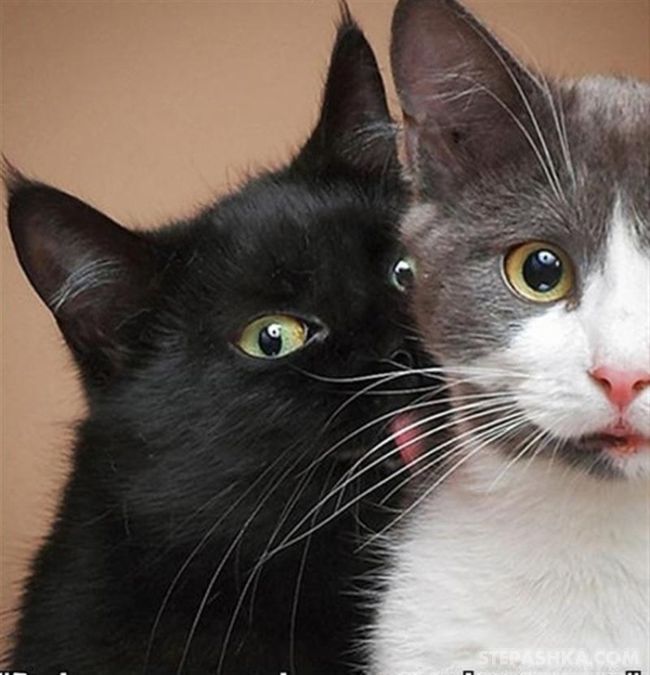 Beautiful World : House cats pictures taken at the right time (25 photos)