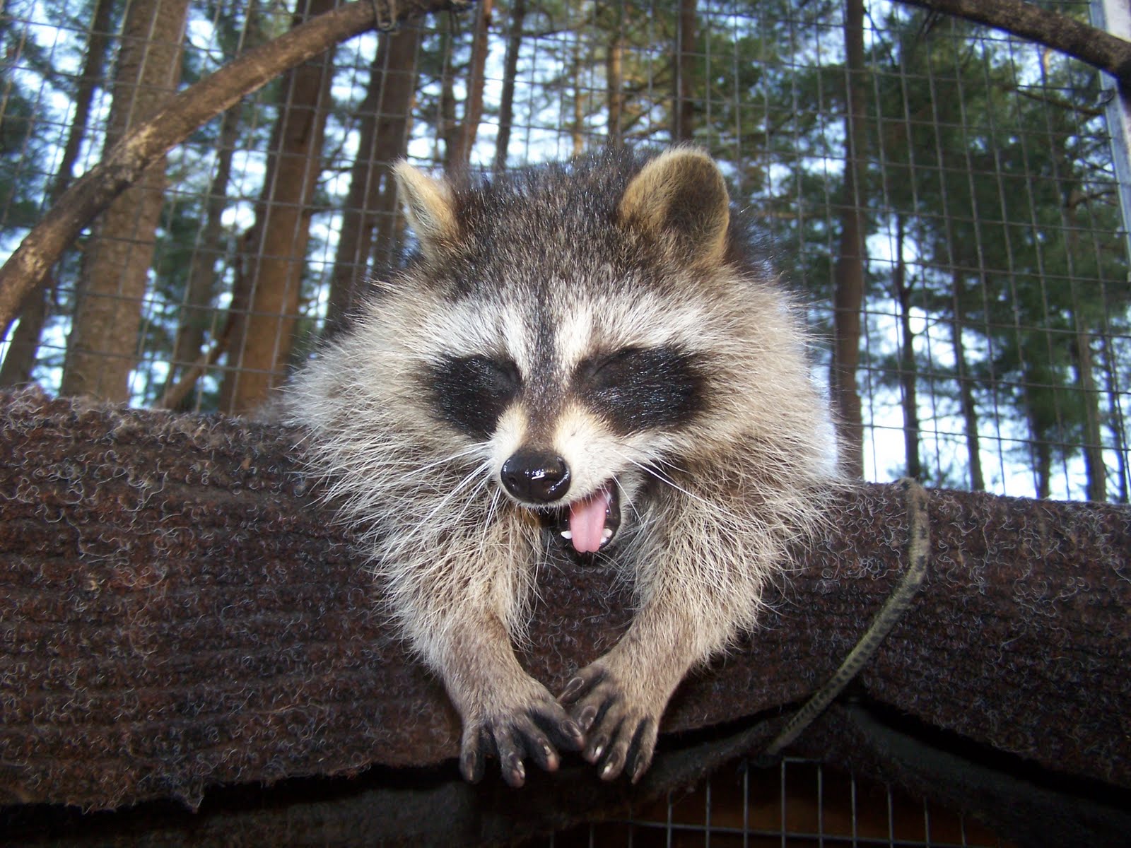 The Laughing Raccoon: March 2011
