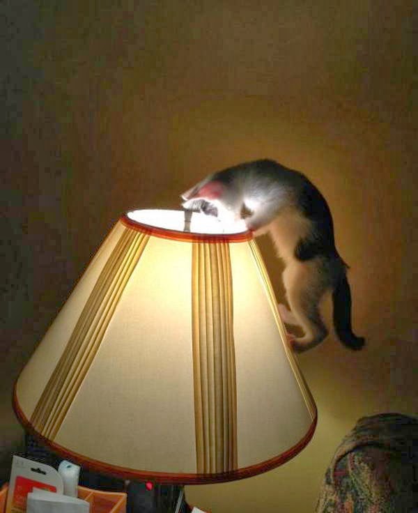 Amazing Creatures: Funny cats - part 95 (40 pics + 10 gifs)