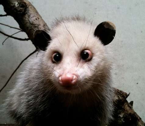 INSTITUTO RENACER: LA CULPA ES DE LA MUCA