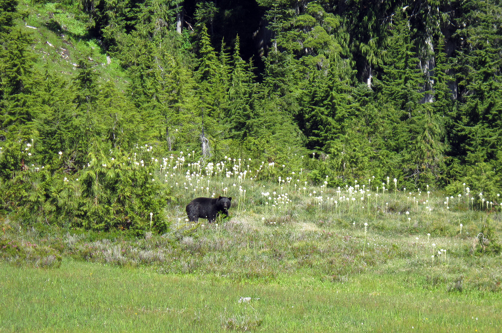 Seeking Ultra: Skyline-North Fork Quinault loop, Olympic National Park