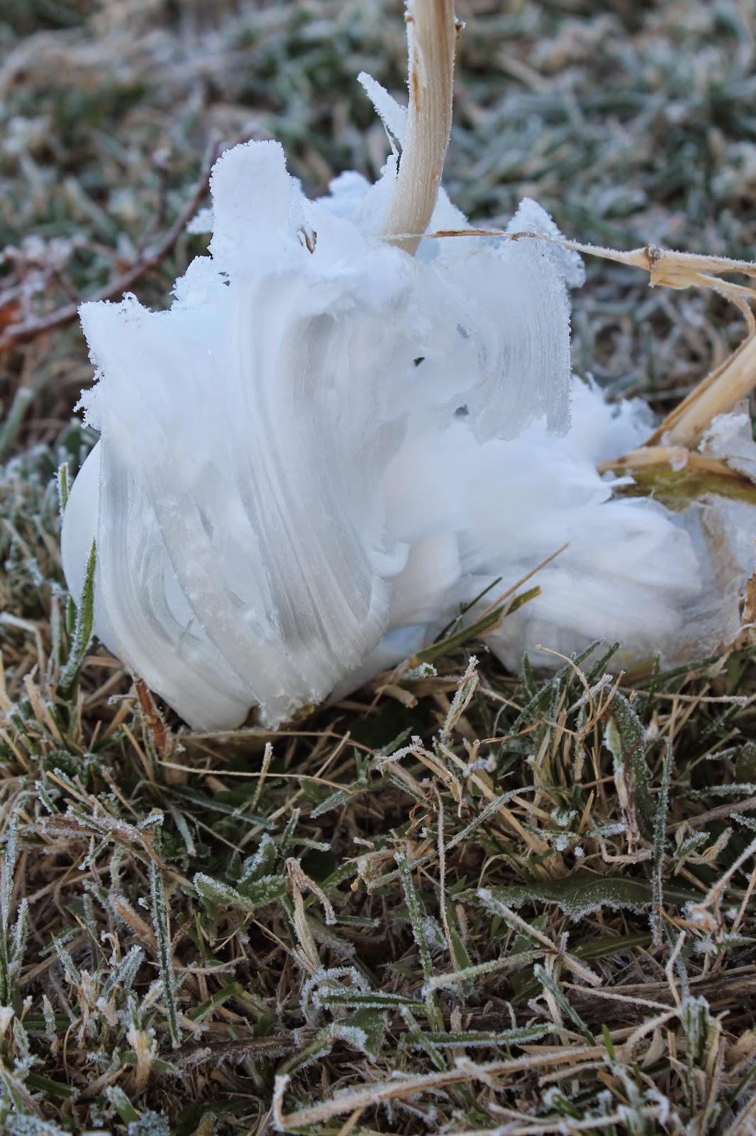 The Kentucky Wildflower Farm: Frost Flowers ...