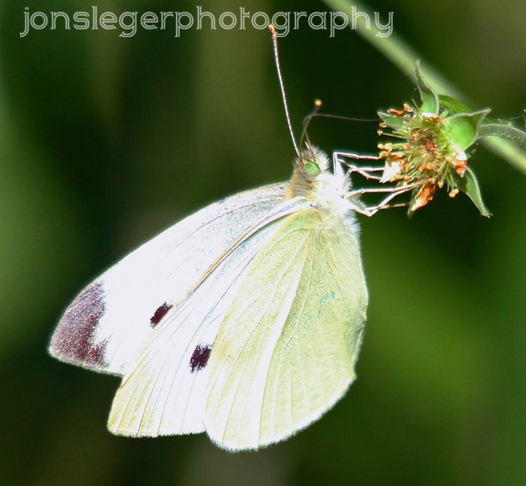 Northern Illinois Birder: Cabbage White Butterflies & Common Whitetail ...