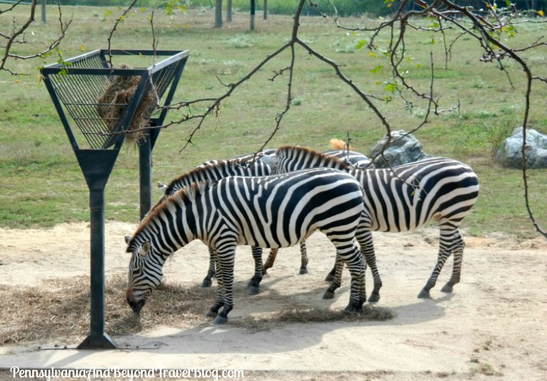 Pennsylvania & Beyond Travel Blog: Visiting the Beautiful Cape May ...