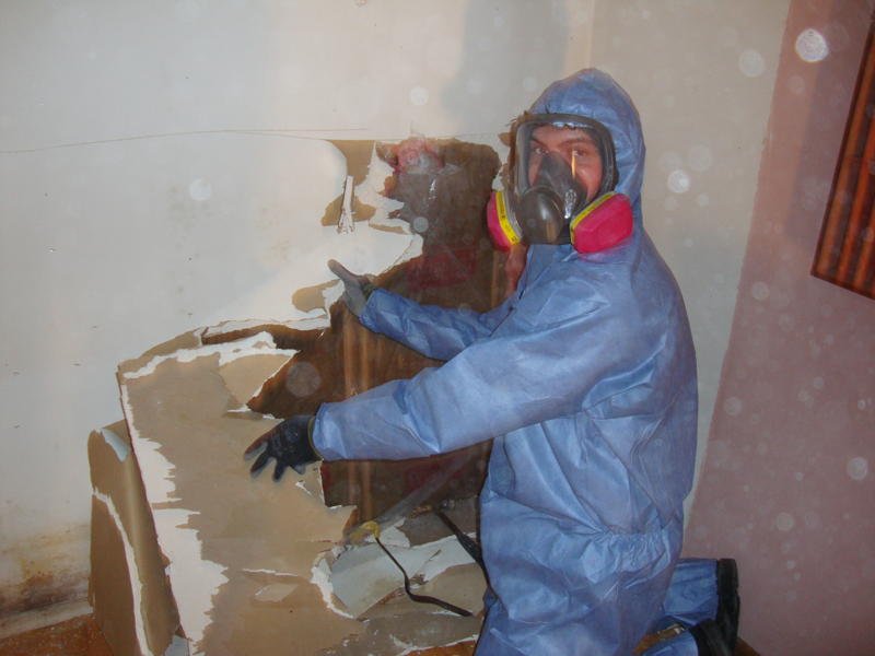 Mold Removal DIY Tips - Information and More
