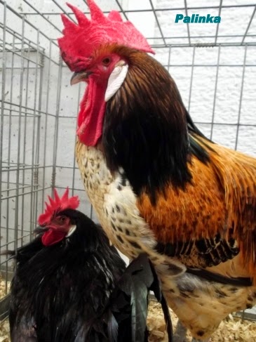 En Busca del Hada Azul: gallinas