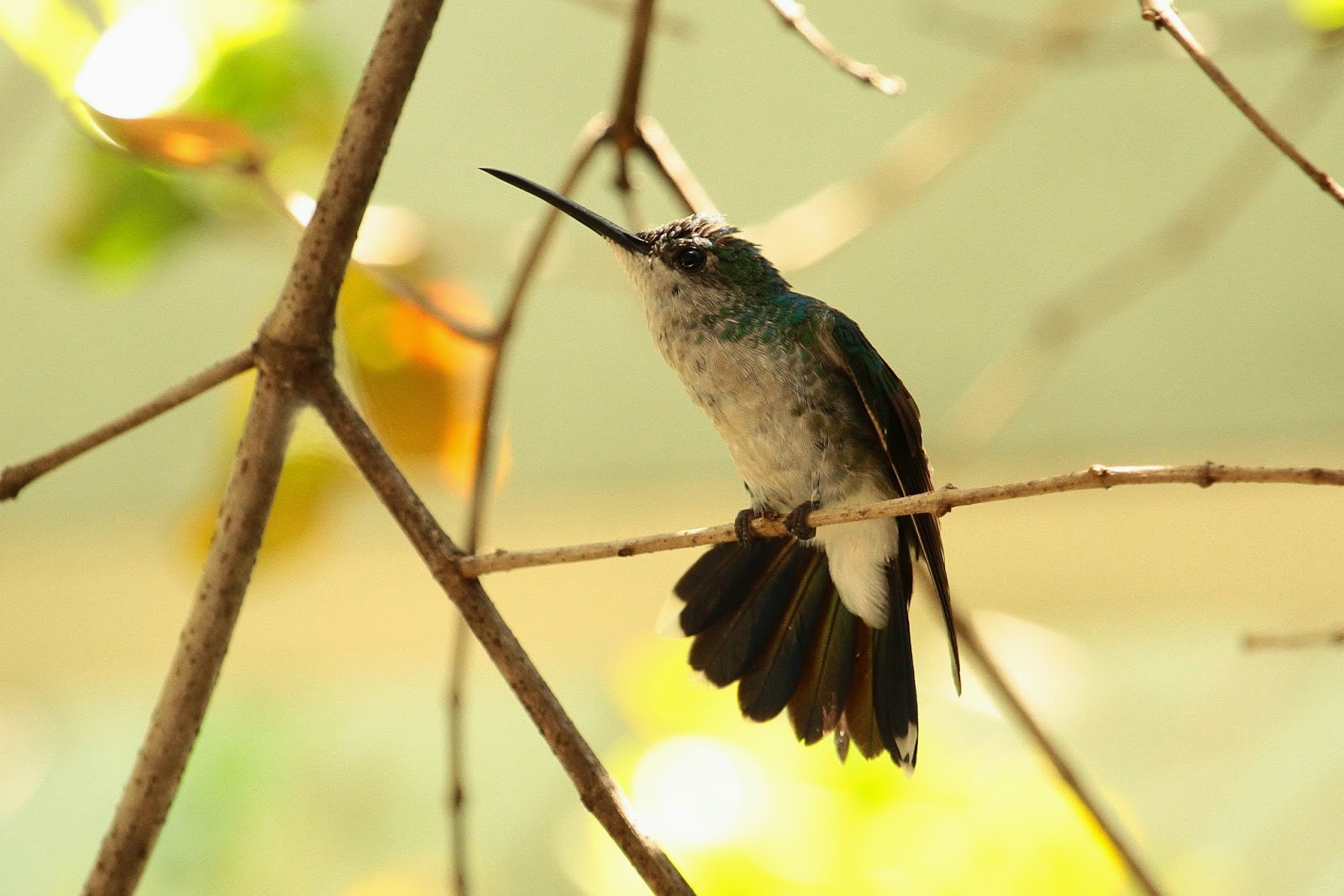 Nuestro bello mundo...: White-vented Plumeleteer, female, Chalybura ...