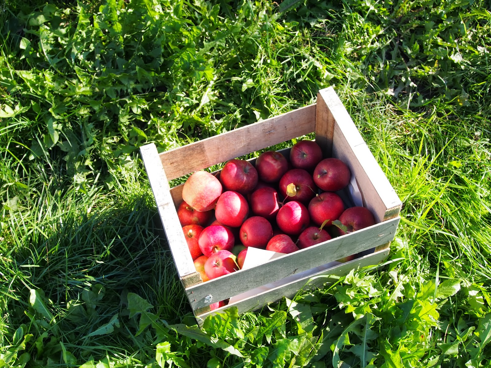 wandelbar: Tipp: Äpfel selbst pflücken ♥
