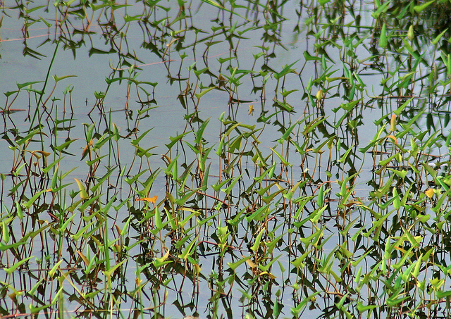 Buguey Wetlands: Buguey Wetlands