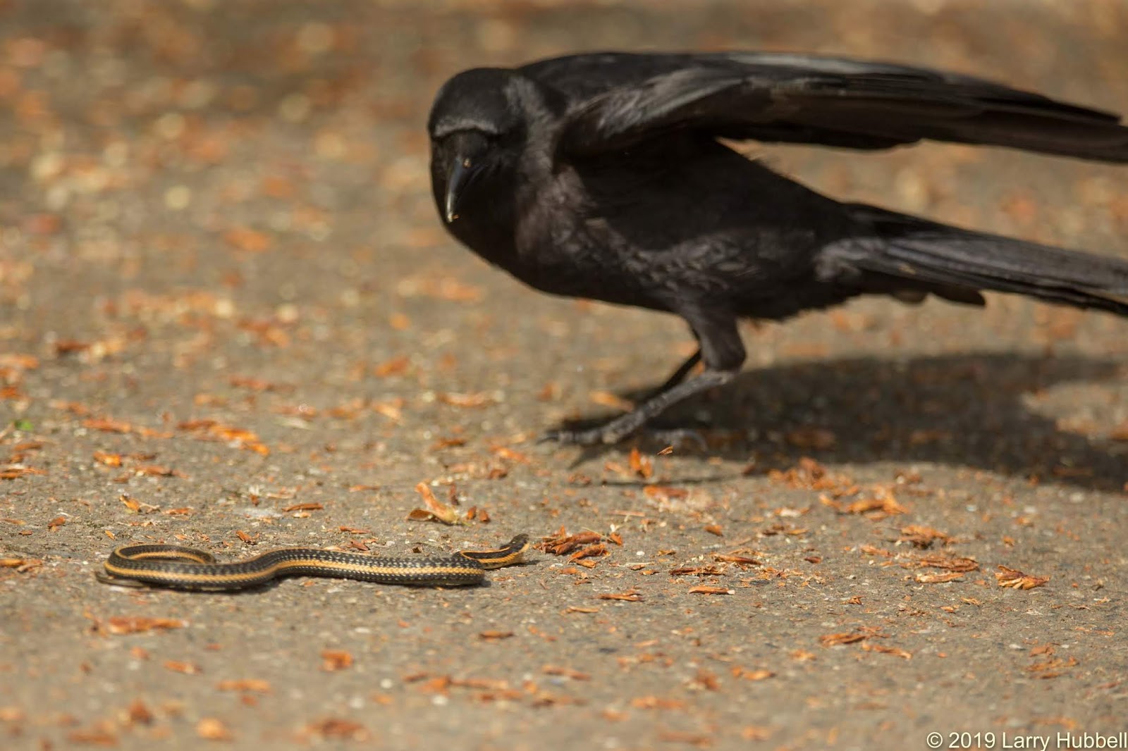 Union Bay Watch : A Curious Corvid