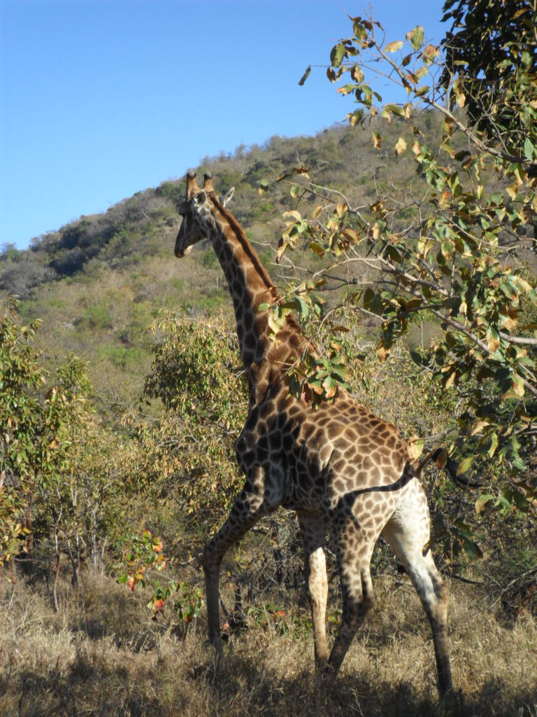 Stone Ranger: Giraffes