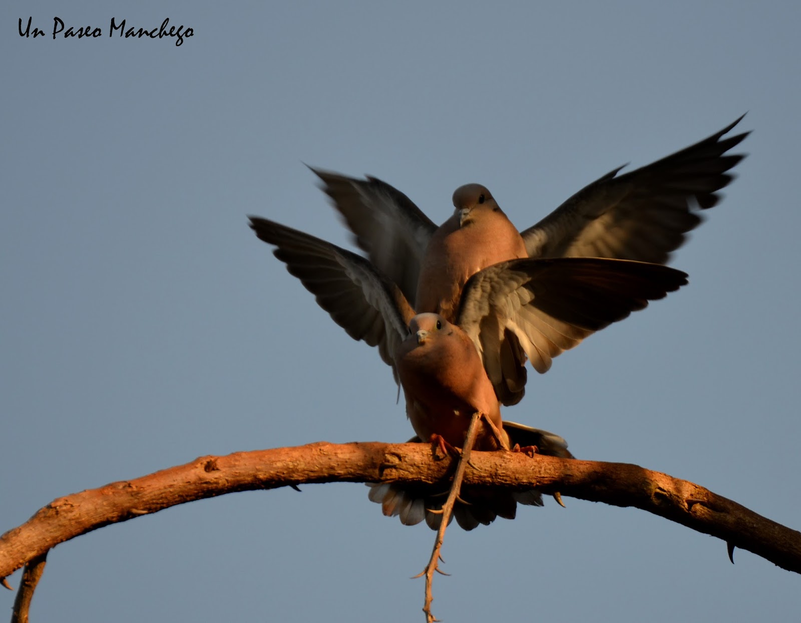 Un Paseo Manchego: Torcaza; Zenaida auriculata.