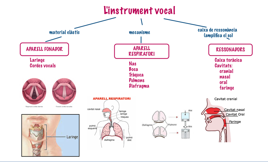 MUSIQUEANDO II: LES CORDES VOCALS I EL SEU FUNCIONAMENT