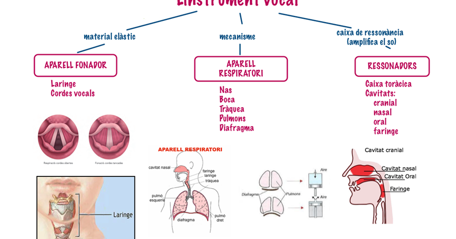 MUSIQUEANDO II: LES CORDES VOCALS I EL SEU FUNCIONAMENT