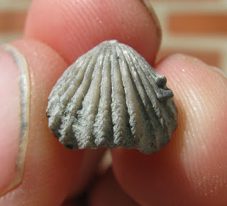 Views of the Mahantango: Machaeraria formosa brachiopod from the ...