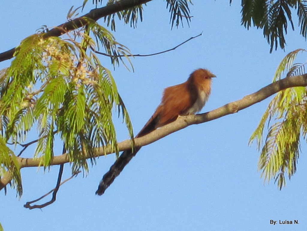 Terra, aquele abraço: Aves do Cerrado Brasileiro