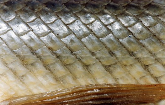 Pembagian Sistem Integumen Pada Pisces - Biologi Edukasi: Belajar Sains ...