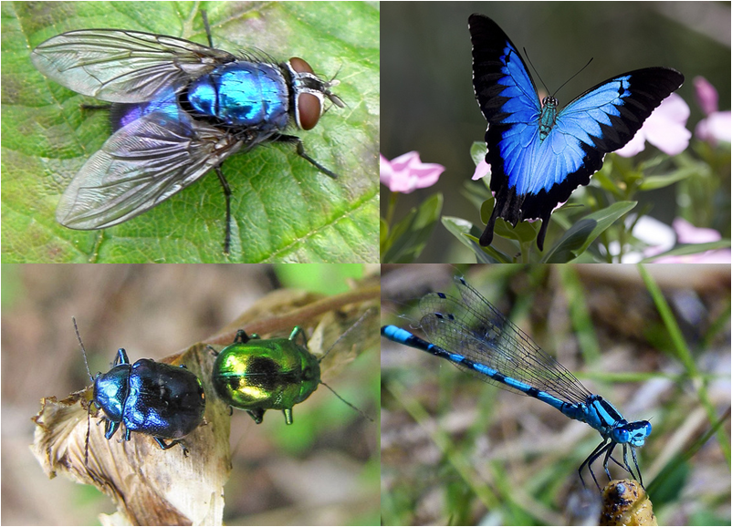 John the Math Guy: Blue animals