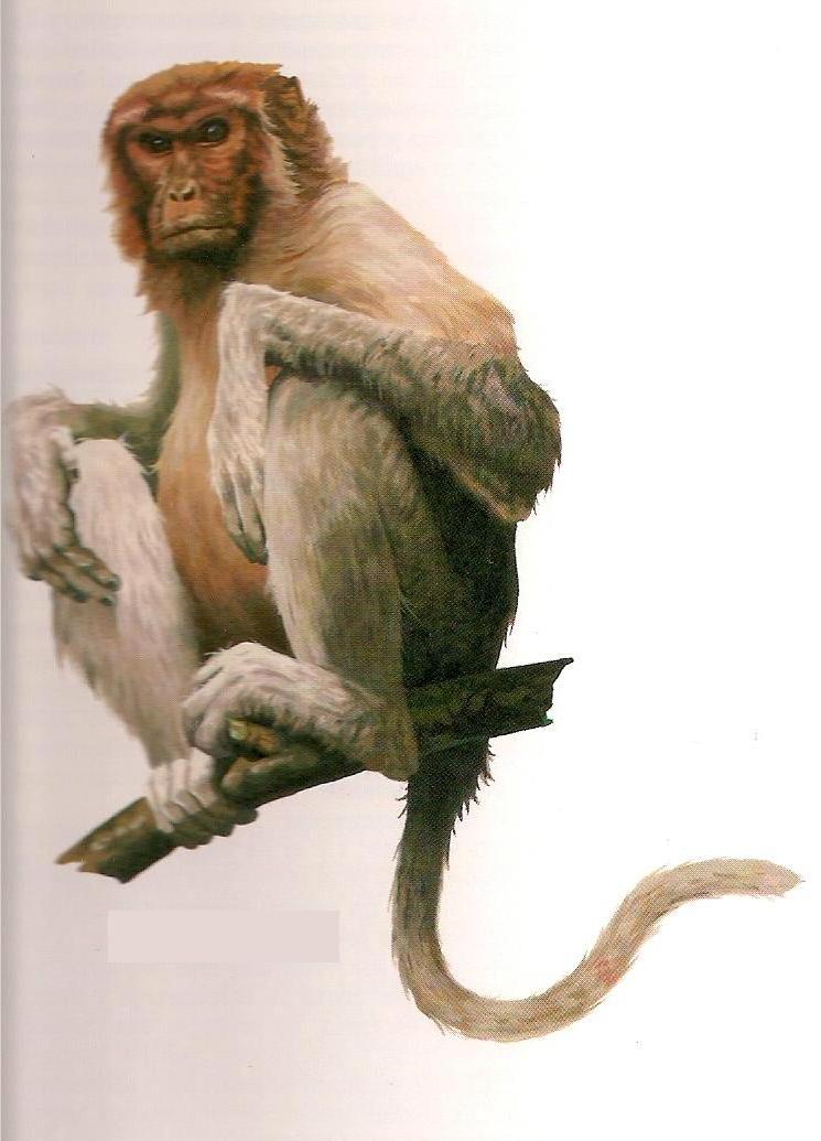 El profesor Bigotini: PLATIRRINOS Y CATARRINOS. LOS PRIMEROS ANTROPOIDES