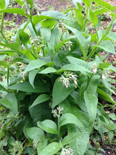 Down on the Allotment: How to Make Comfrey Tea