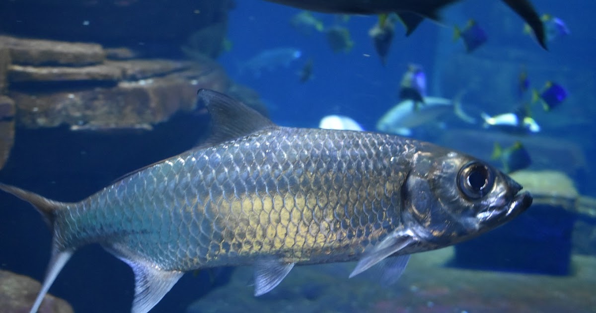 ZOOTOGRAFIANDO (6.100 ANIMALS): TARPÓN INDOPACÍFICO / INDO-PACIFIC ...