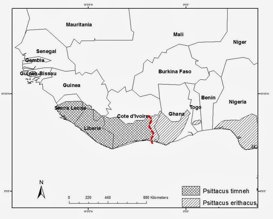 Stuart Marsden's Conservation Research Group: Timneh Parrot and Grey ...