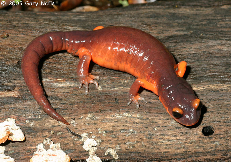 Something to care for....: Images of Different Types of Salamanders