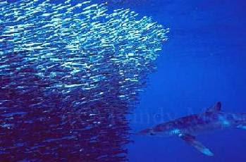 Arenas de Soledad: Cardumen