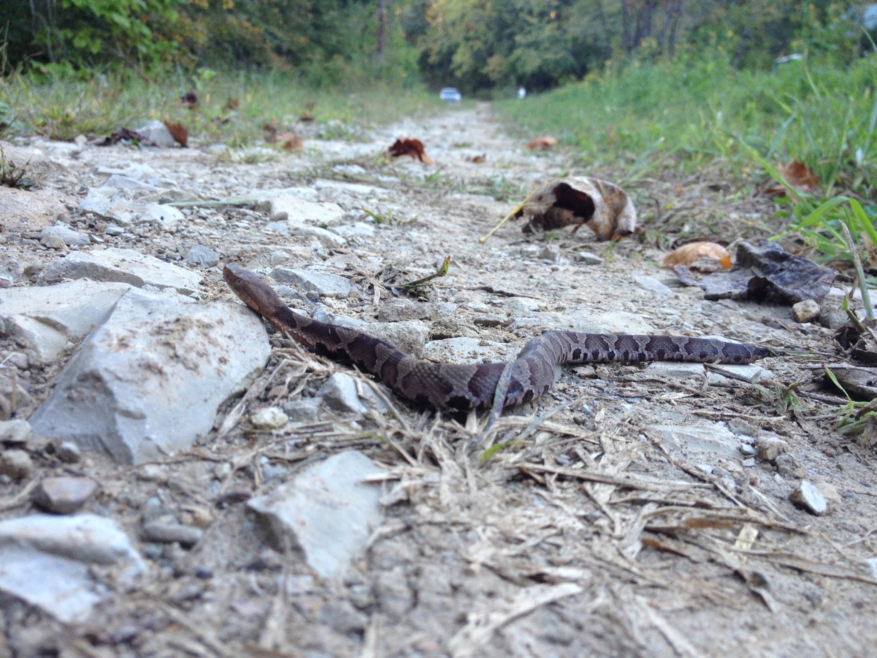 Julie Zickefoose on Blogspot: What Happened Next