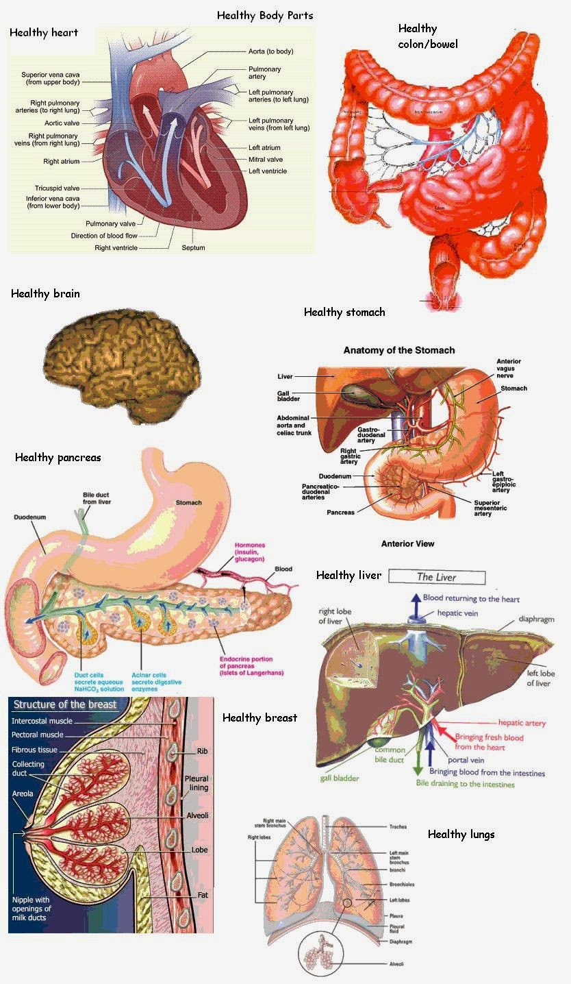 telcel2u: Healthy Body Parts