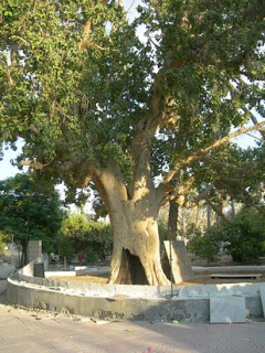 Jericho - Sycamore Tree