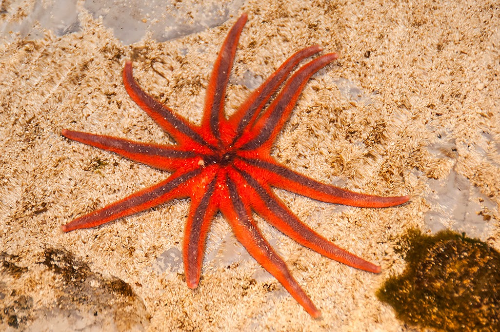 Pacific Science Center Life Sciences: How Are Our Sea Stars Doing?