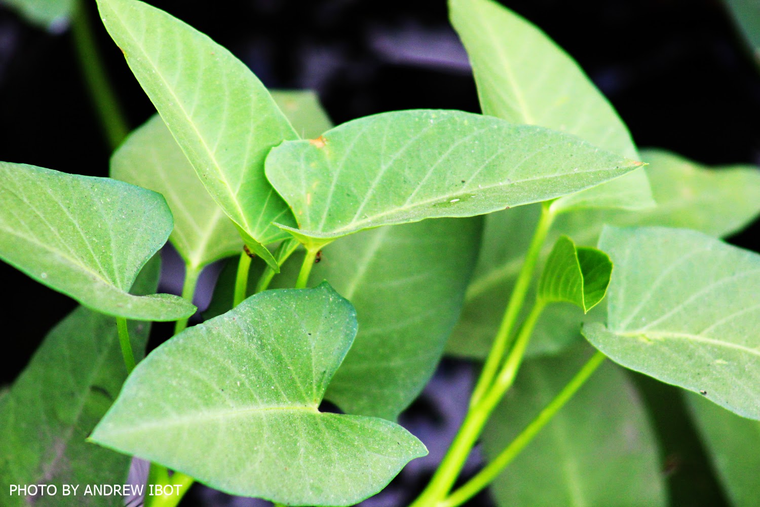 Ako si ANDREW IBOT!: KangKong (Ipomea aquatica Torsk)