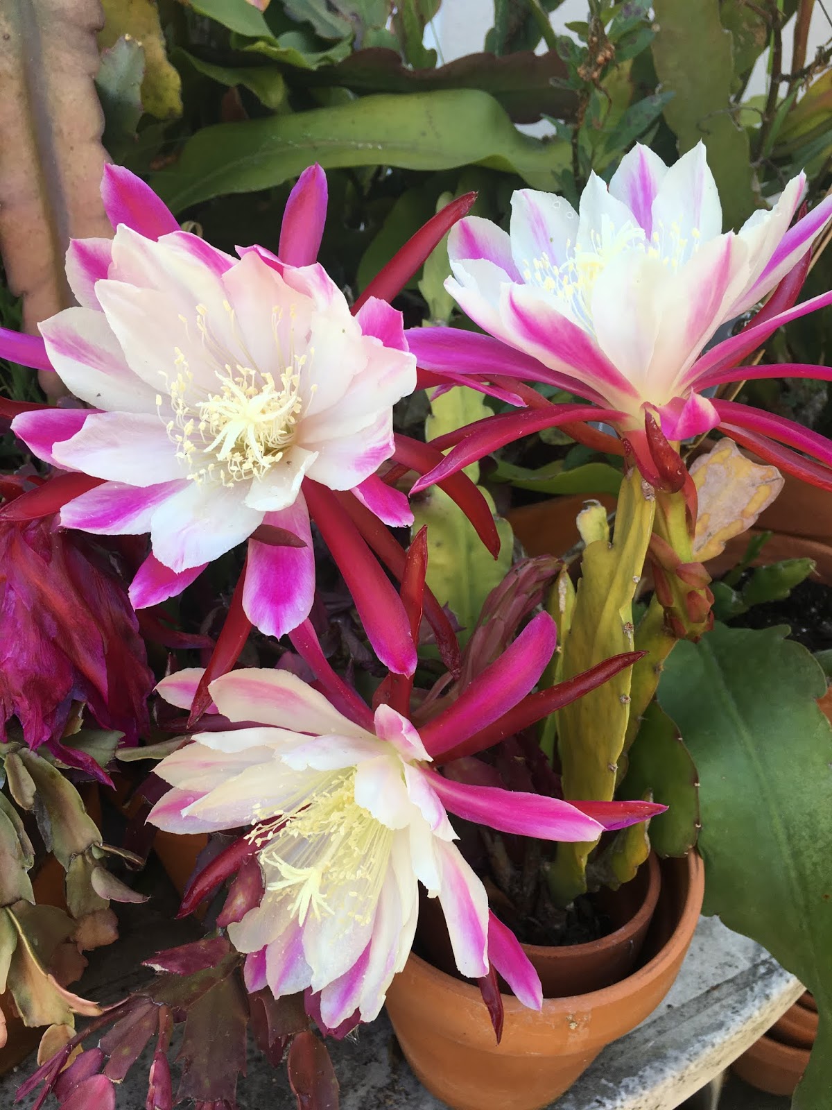 The Epiphyllums are blooming