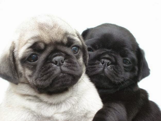 PUGaholics ♥: Pugs e Suas Cores