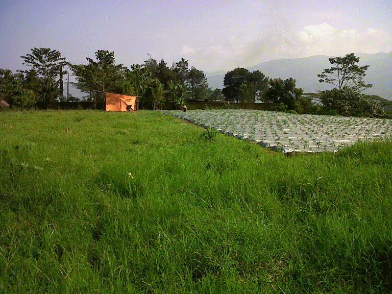 Tanah dan Kavlingan Murah Cisarua Puncak Bogor View Pegunungan dijual