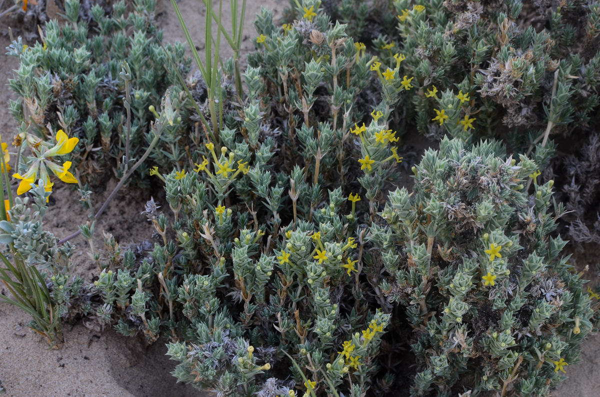 ALMANAQUE NATURAL: Arenales Levantinos