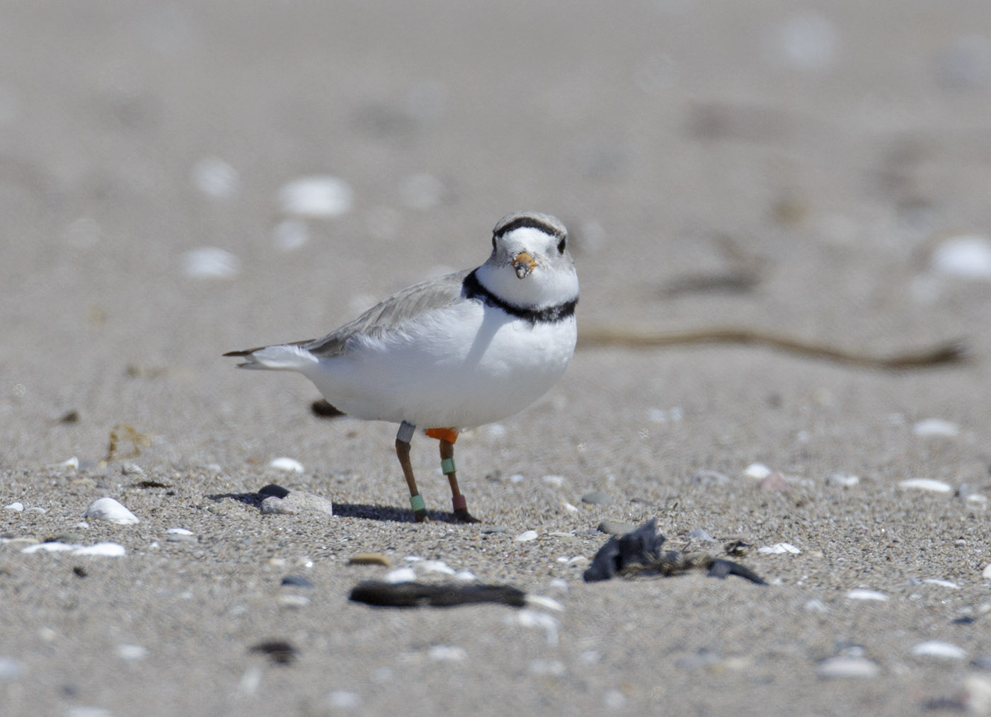 pewit: banded Piping Plover