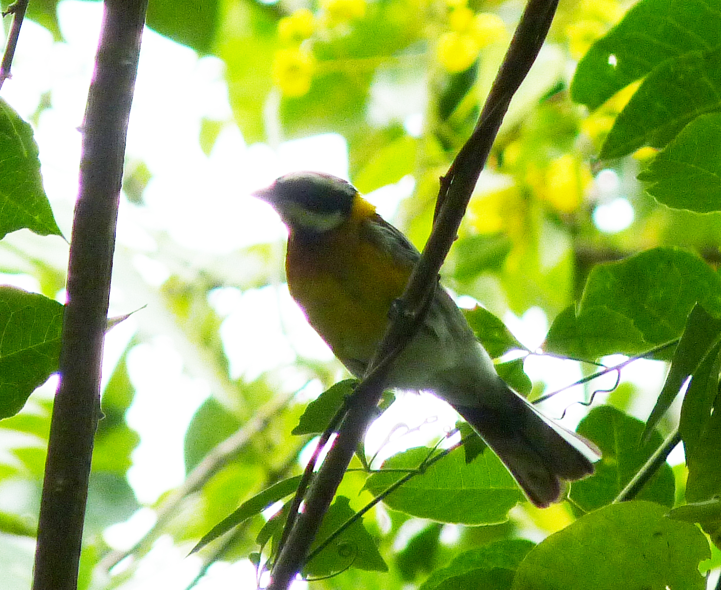 Birds on the brain: Birding the Dominican Republic