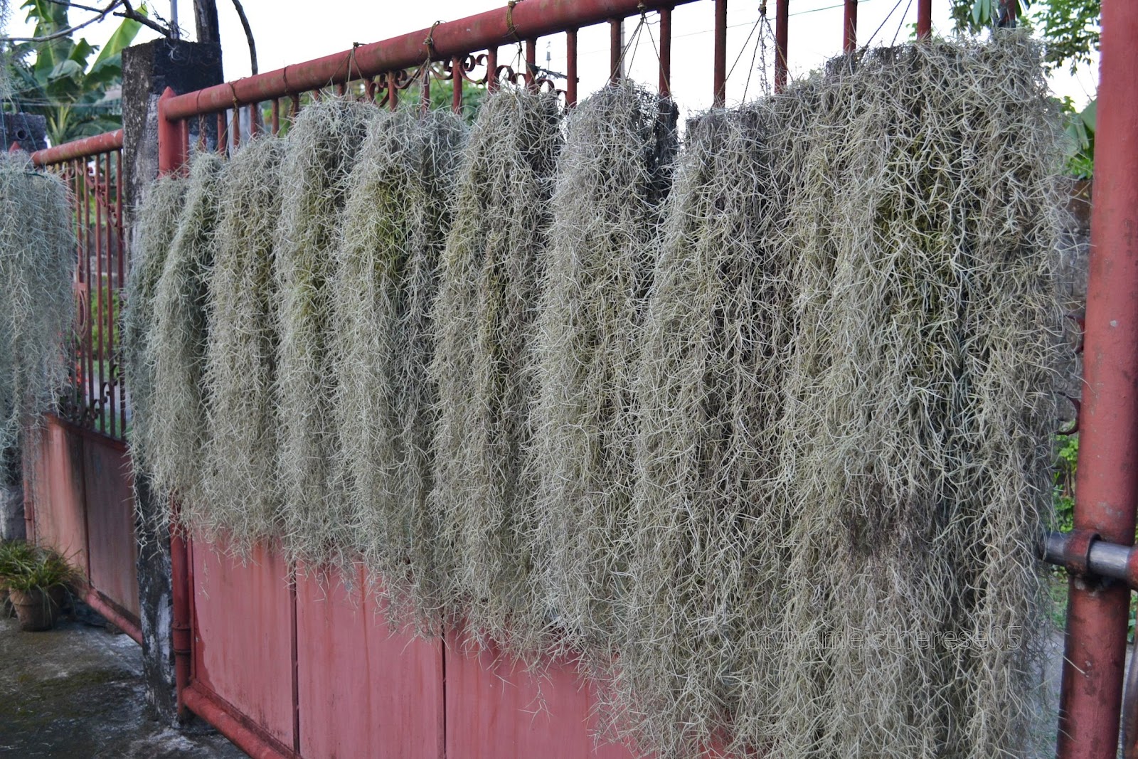 Love for photography: Buhok Ni Maria Makiling