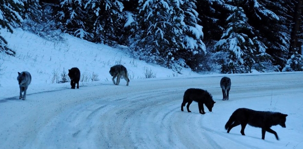 White Wolf : Photographer's Amazing Encounter With 7 Wild Wolves.