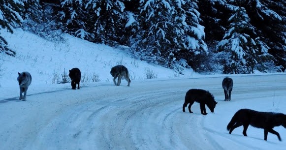 White Wolf : Photographer's Amazing Encounter With 7 Wild Wolves.