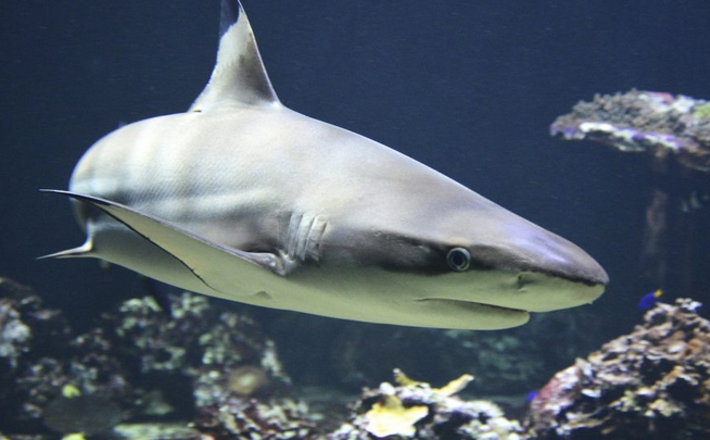 Mari Belajar: Mengenal Binatang Carnivora / Karnivora