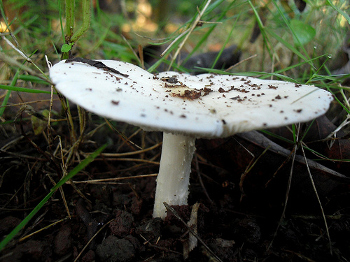 Jejak Termemori: ANGIN BARAT DAN JAMUR LIAR