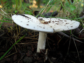 Jejak Termemori: ANGIN BARAT DAN JAMUR LIAR