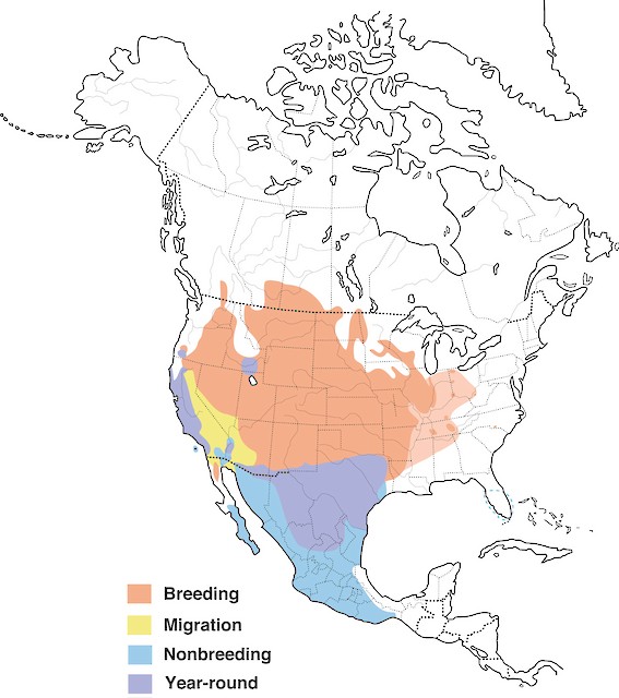 Ohio Birds and Biodiversity: Lark Sparrow