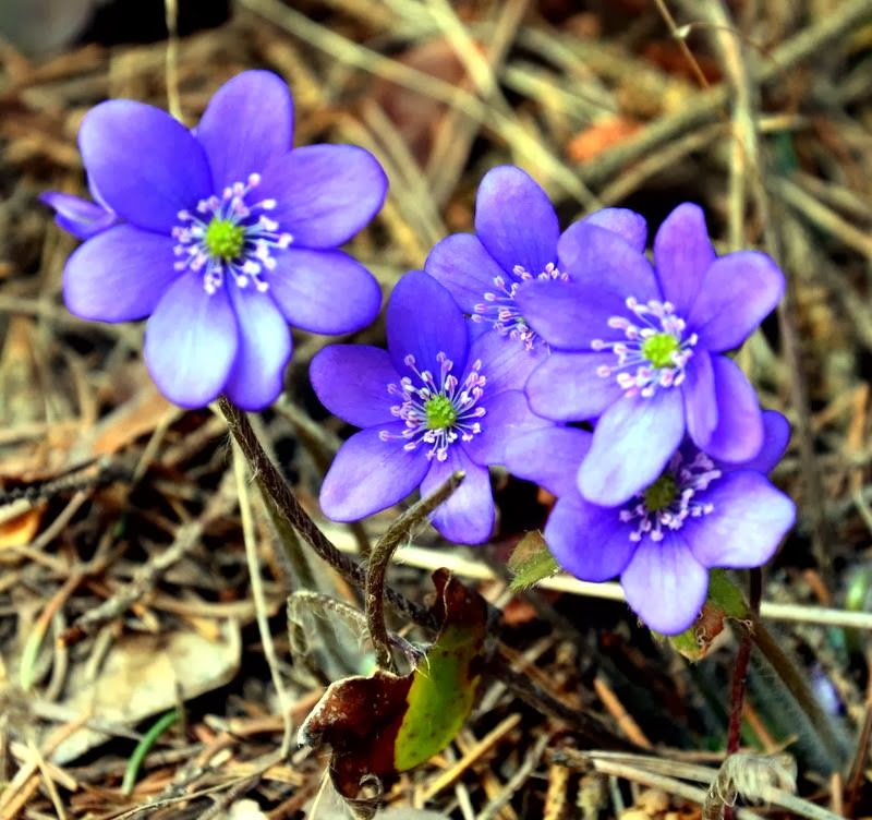 DEN PRO TEBE: Až najdeš bloudící cestu pod zahradou kde zpívá mi teď ...