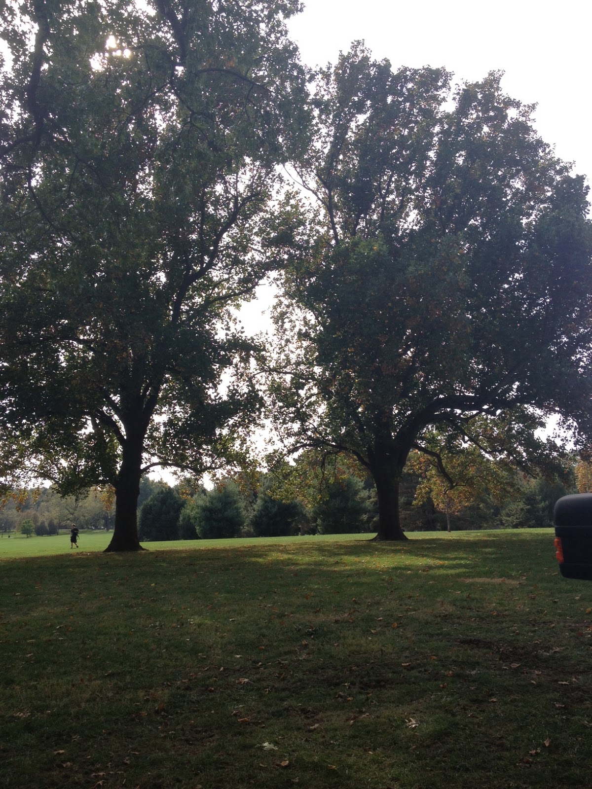 Arbor Veritas -(Tree Truth): Trees of Loose Park by Brad Hatfield