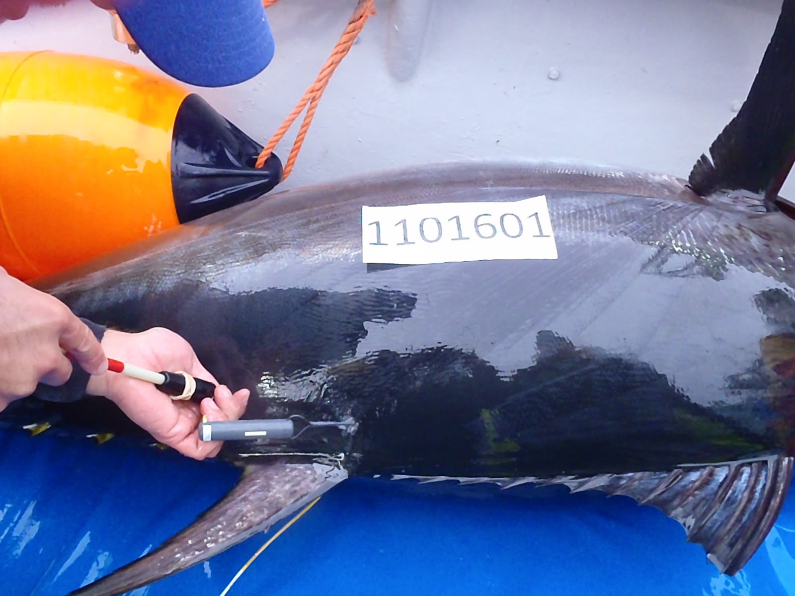 Tag-A-Giant: Director's Cut