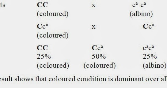 Multiple Alleles Rabbits